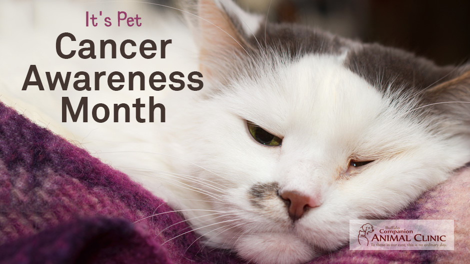 It's Pet Cancer Awareness Month