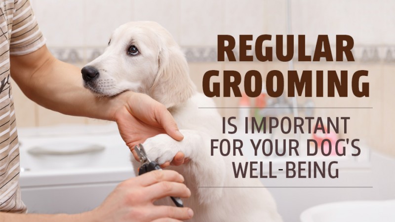 Regular Grooming is Important for Your Dog’s Well-Being
